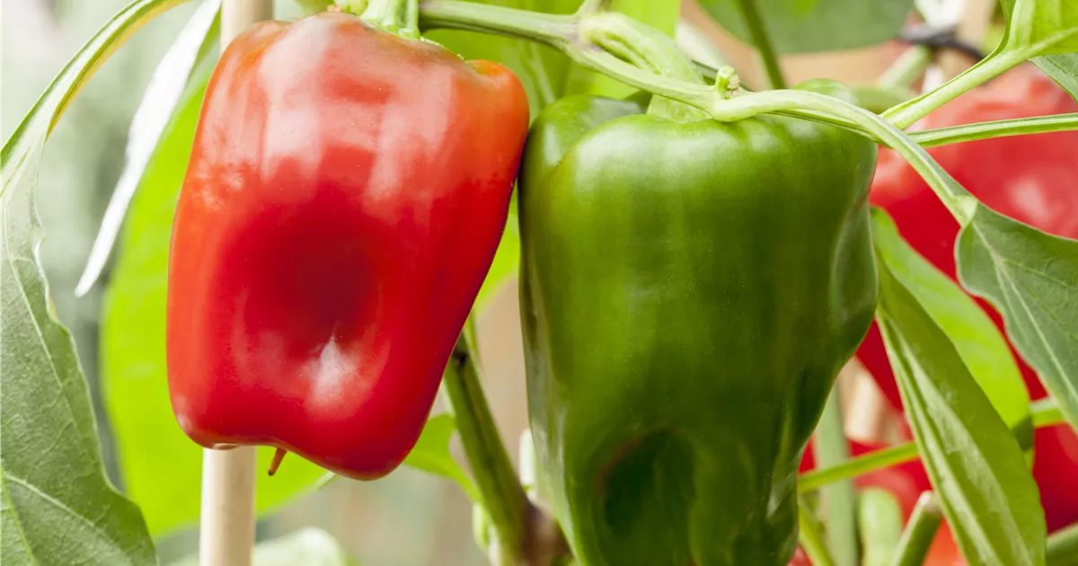 Capsicum annuum 'Pick a Pep'® - Garten-Land Wohlhüter oHG