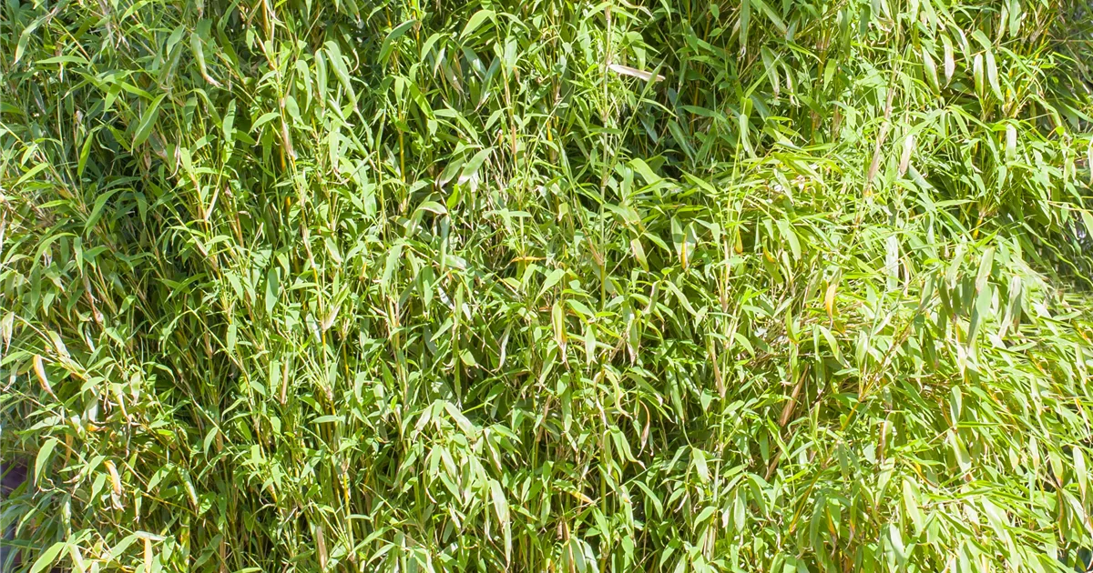 Fargesia murielae 'Well-Born'® - Garten-Land Wohlhüter oHG