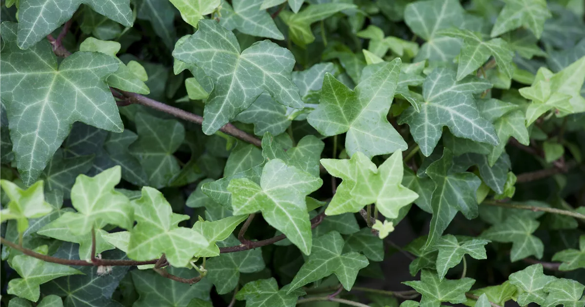 Hedera helix 'Woerner' - Garten-Land Wohlhüter oHG