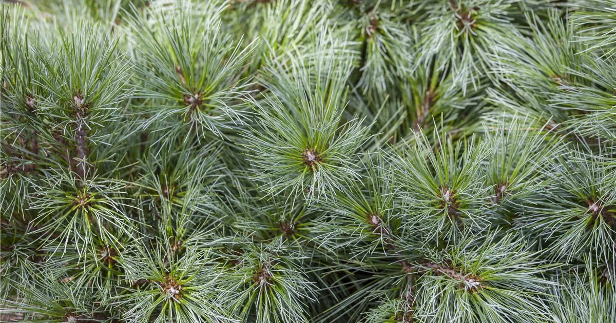Pinus strobus - Garten-Land Wohlhüter oHG